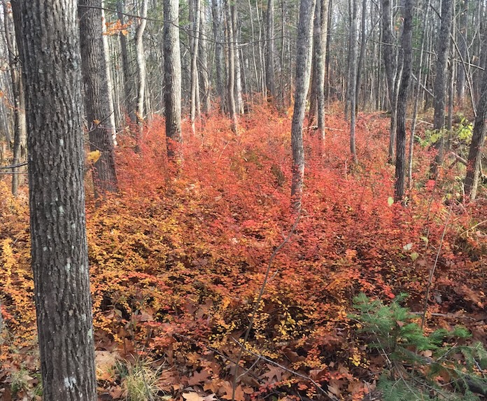 Fight Ticks and Save the Forest at Barberry Trade-up Days - Wild Ones ...